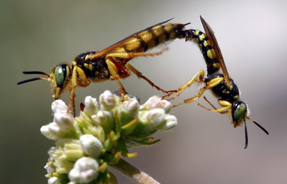 A Bug's Kama Sutra: 10 Sex Positions To Try If You're An Insect (PHOTOS ...
