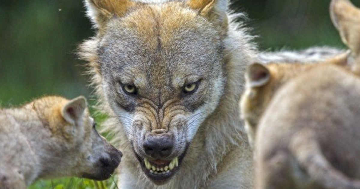 Dogs' Closest Wolf Ancestors Went Extinct, DNA Study Shows | HuffPost UK