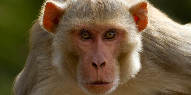 Brain Implant That Lets One Monkey Control Another May Lead To ...
