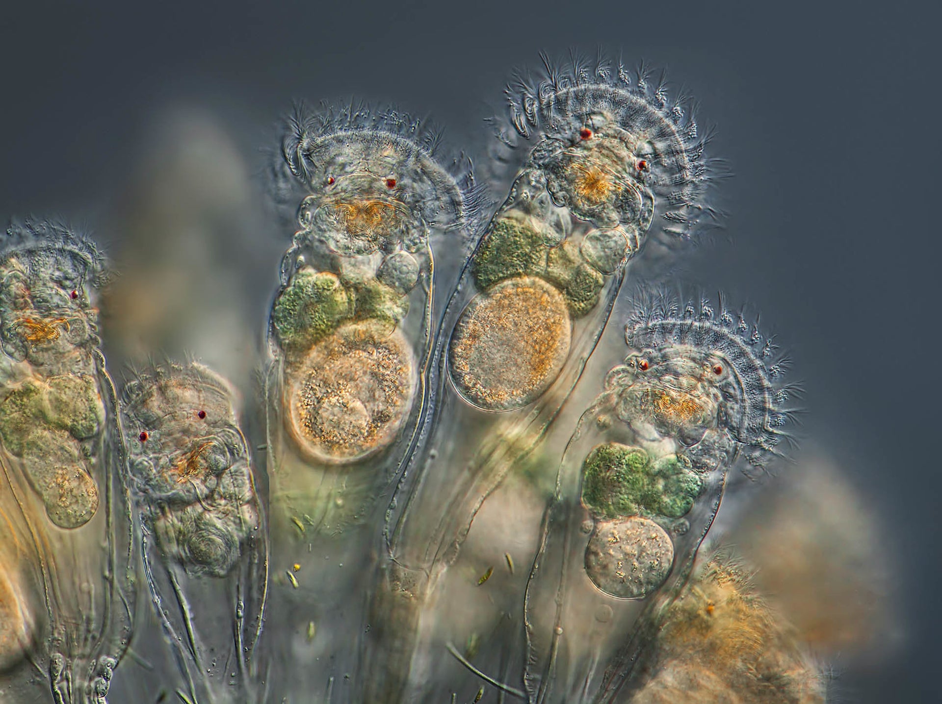 Our World Is Mesmerizing On The Micro Level, And These Award-Winning ...