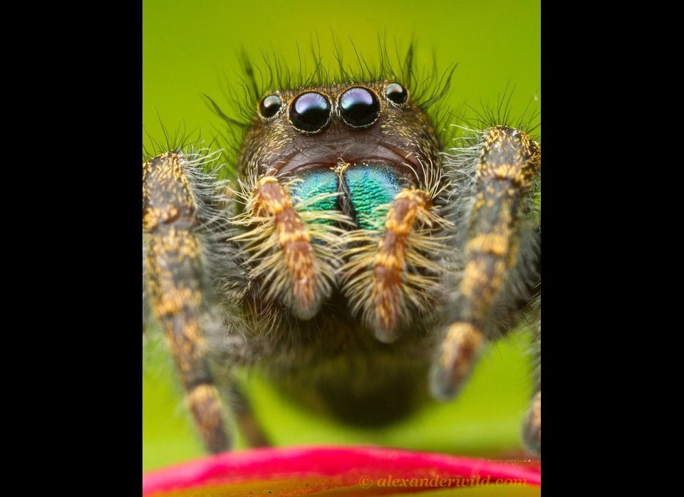 Spider Bites Off Its Own Genitals After Sex Huffpost