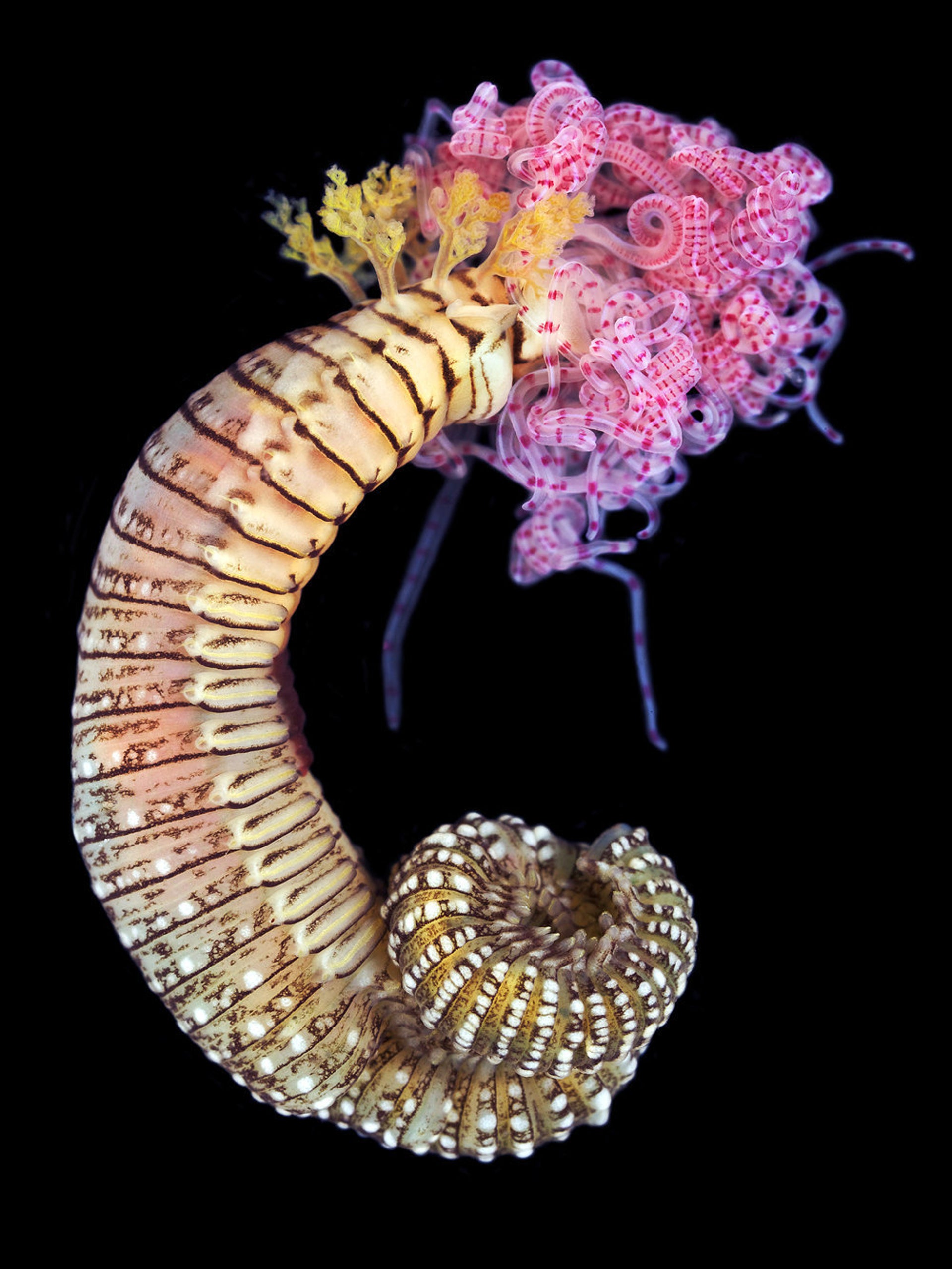 Bizarre Photos Of Underwater Worms Prove Nature Can Outdo Your Wildest ...