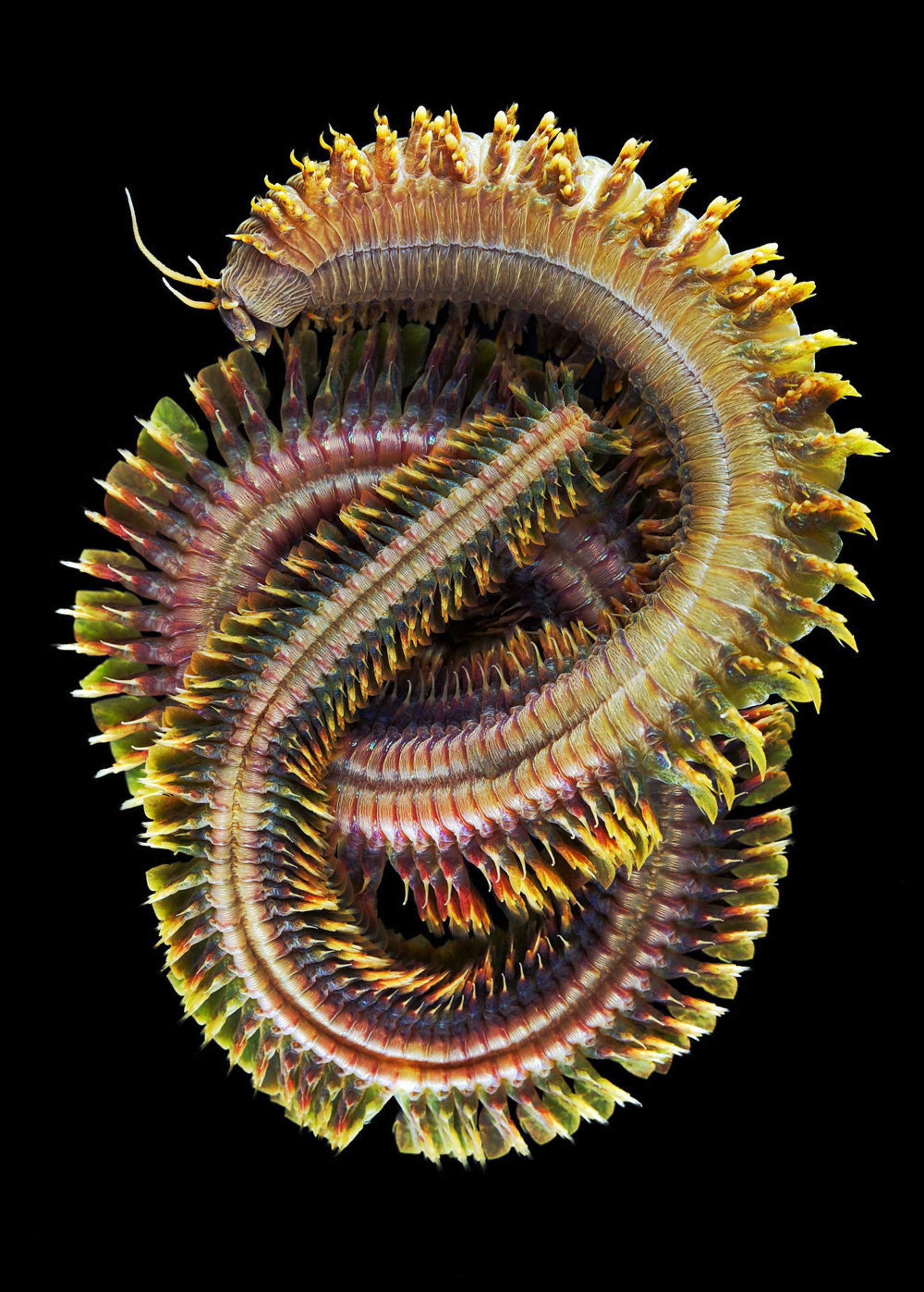 Bizarre Photos Of Underwater Worms Prove Nature Can Outdo Your Wildest ...