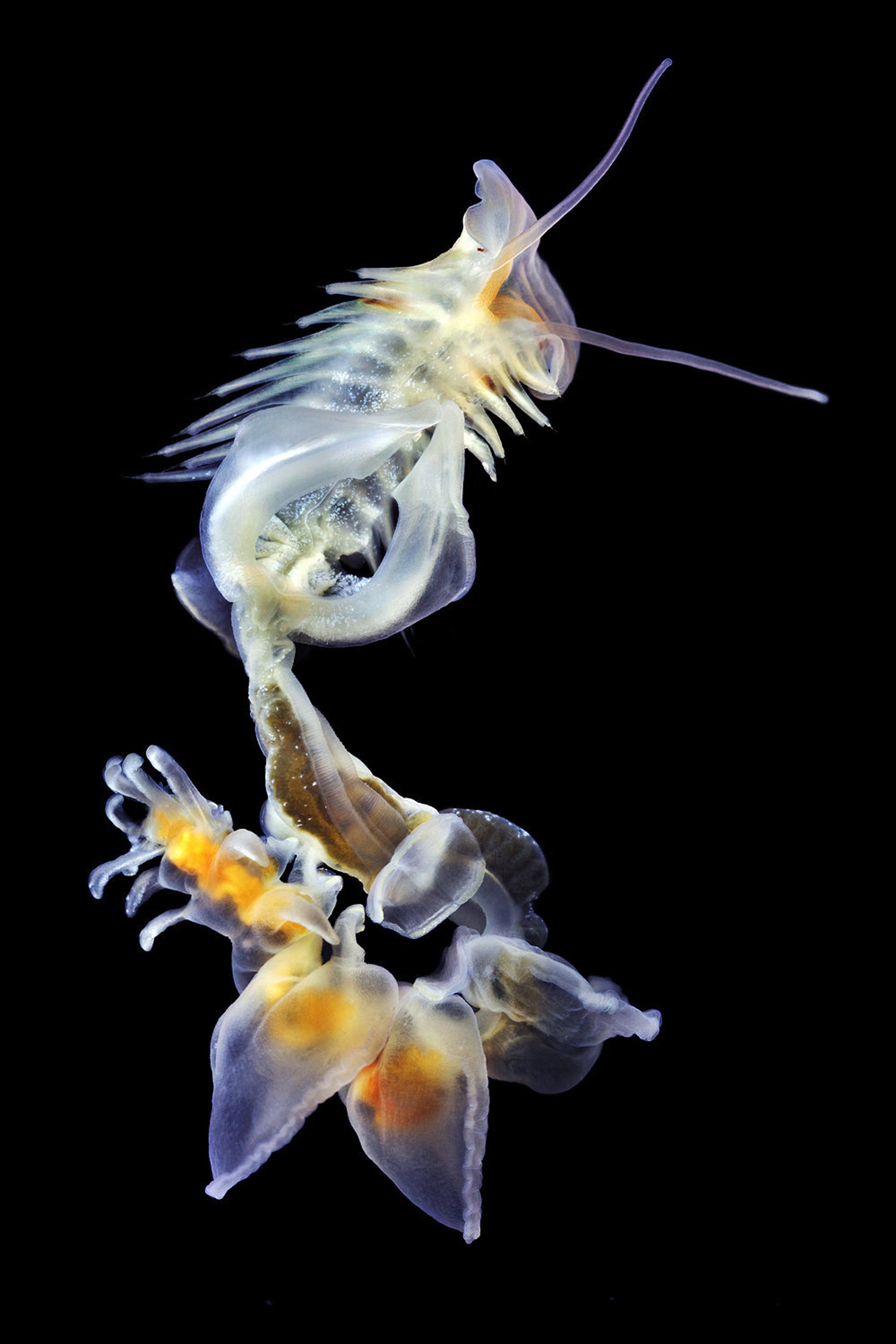Bizarre Photos Of Underwater Worms Prove Nature Can Outdo Your Wildest ...