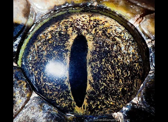 Cat Eye Close Up Microscope