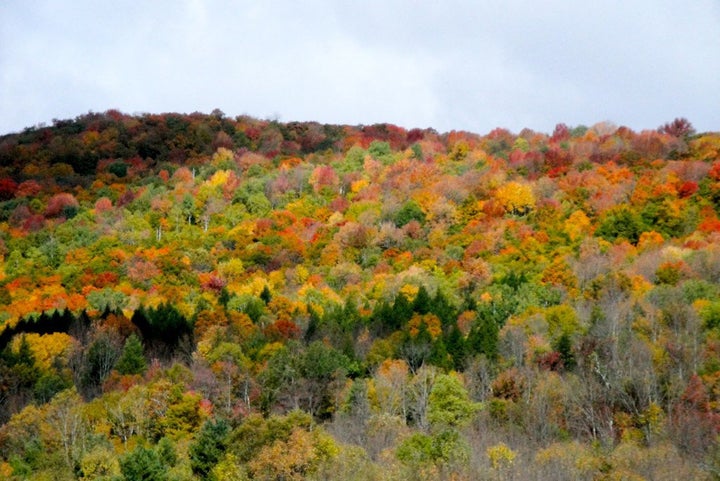Marvelous Maples May Migrate -- Thanks to Global Warming | HuffPost Impact