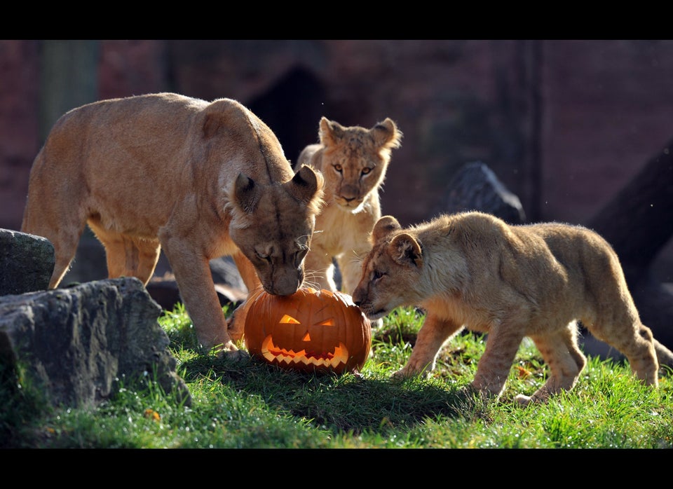 Animal Photos Of The Week | HuffPost Impact