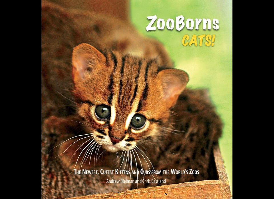 'ZooBorns Cats' Book Offers Up The Cutest Animals Around (PHOTOS ...