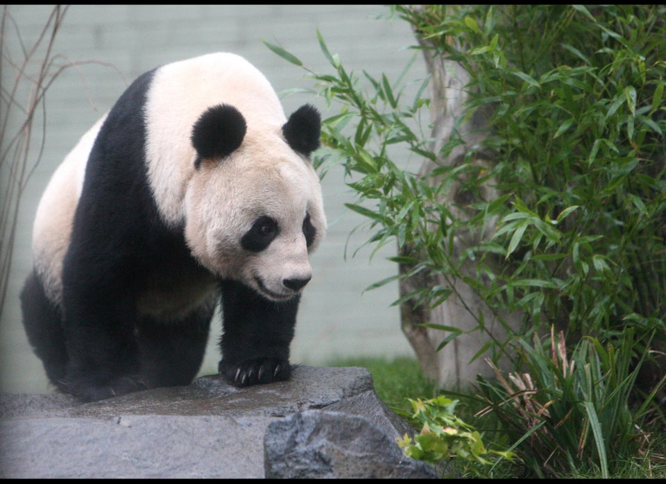 Animal Photos Of The Week | HuffPost Impact