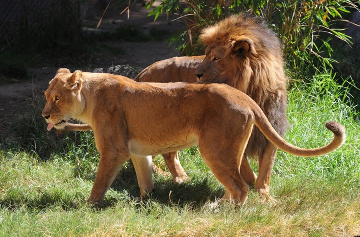 Conclusions of Trophy Hunting Study Has Lions, Animal Conservation and ...
