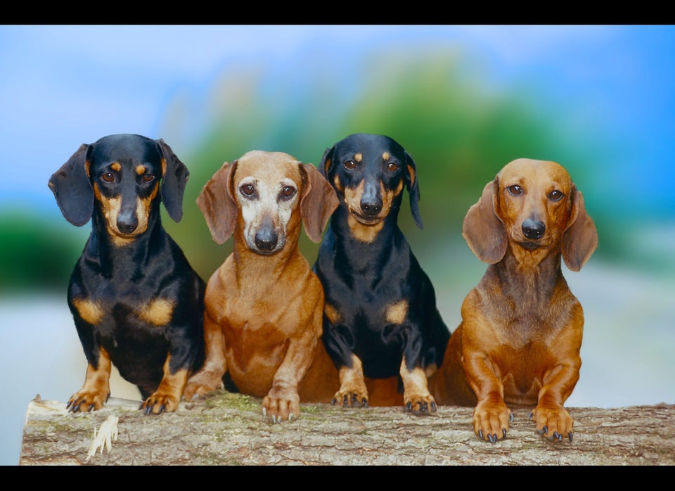 Top Dog Names And Cat Names HuffPost top-dog-names-and-cat-names-huffpost