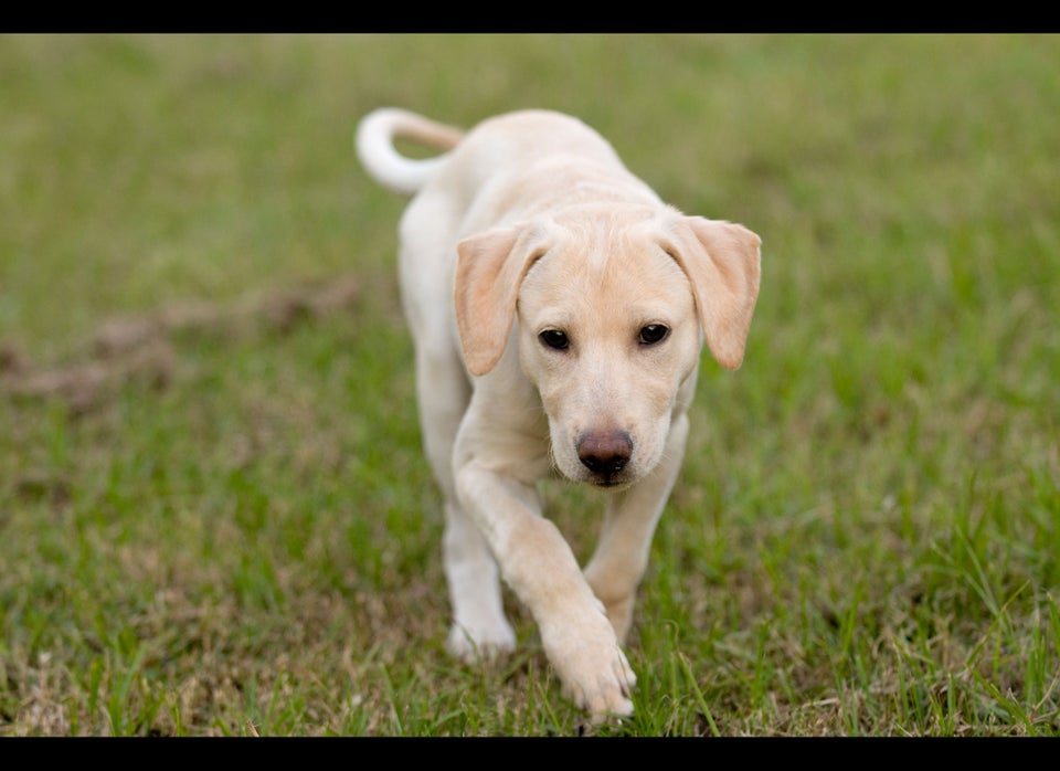 Unpopular Dog Names And Cat Names HuffPost unpopular-dog-names-and-cat-names-huffpost