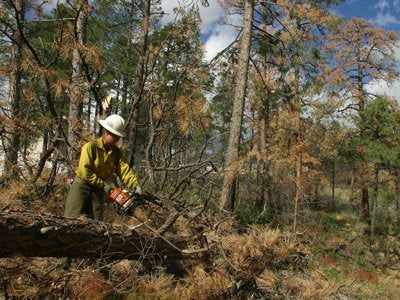 Beetles Killing Trees In Colorado, Reviving An Industry | HuffPost Impact