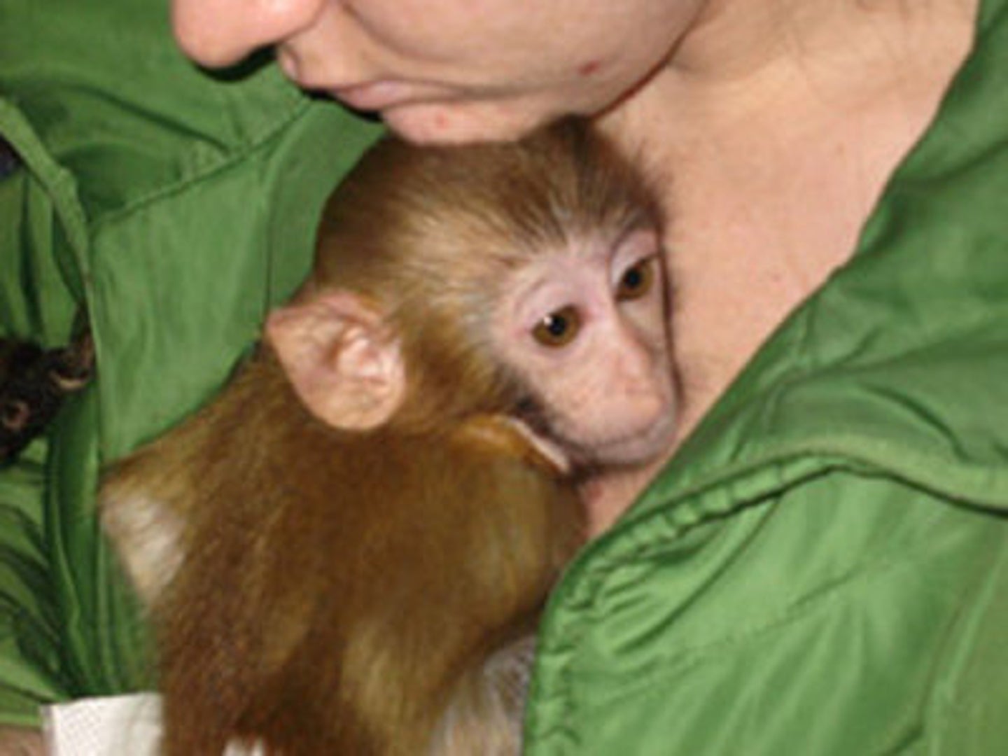Woman "Pregnant" With Monkey Convicted Of Smuggling | HuffPost Impact