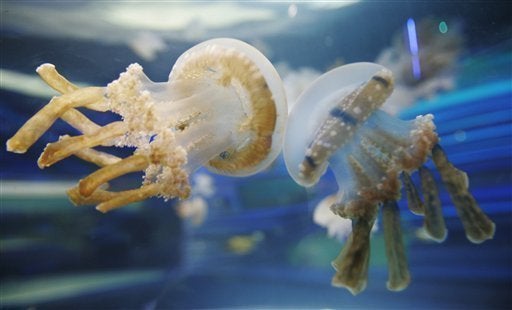 Great Jellyfish Explosion Explained | HuffPost Impact