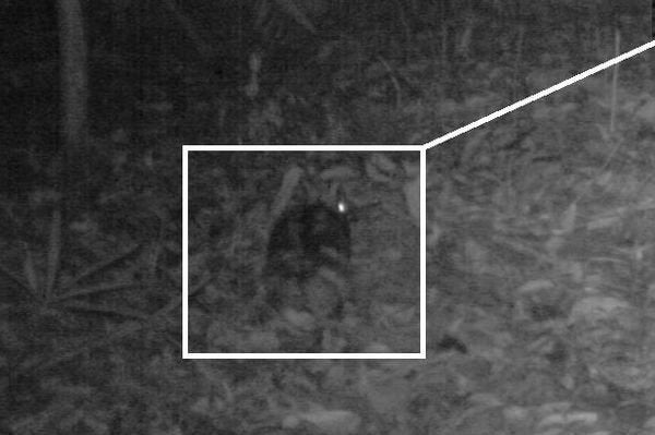 Sumatra Striped Rabbit Caught On Camera (PHOTOS) | HuffPost Impact