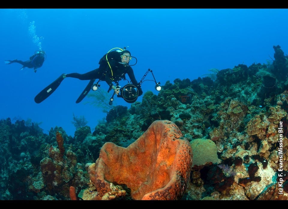 Conception Island National Park, Bahamas Explored By Mission Blue ...