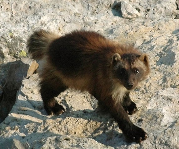 Wolverines' Eating Habits Could Be Altered By Climate Change | HuffPost ...