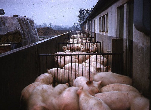 Cheap Bacon And Health Risks: What An Outbreak Can Teach Us | HuffPost ...