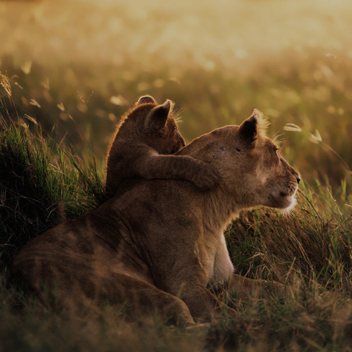 Selecting "Surrogate Species" for Conservation: How About an 800 ...