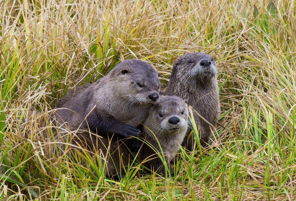 Animal Photos Of The Week | HuffPost Impact