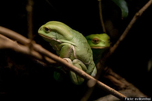 Mystery Of Legless Frogs Solved | HuffPost Impact