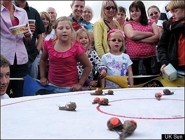 Snail Racing Championship Held: Ready... Set... Slow! | HuffPost Impact