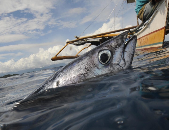 Fish Are Shrinking In Response To Global Warming | HuffPost Impact