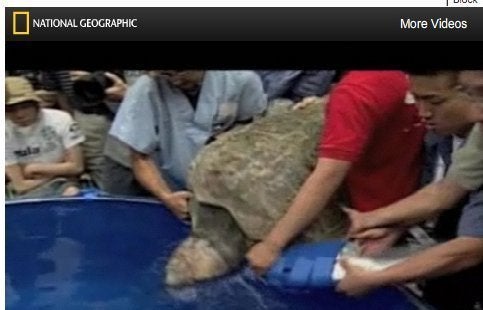 Hurt Sea Turtle Gets Plastic Flippers (VIDEO) | HuffPost Impact