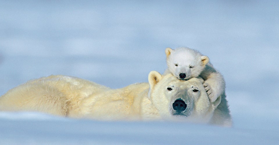 Animal Love Photos: National Geographic Previews Images Of Animal ...