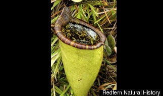 Giant Rat-Eating Plant Discovered By Explorers, Named After Famous ...