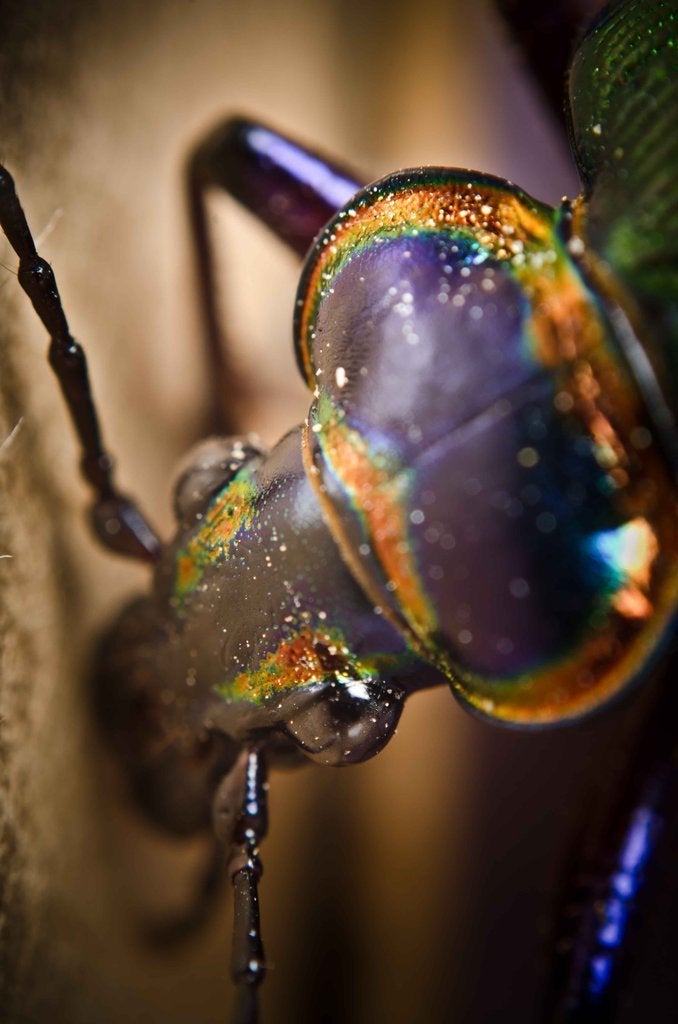 Bug Photography May Not Be Cute, But It's Still Insanely Cool (PHOTOS ...