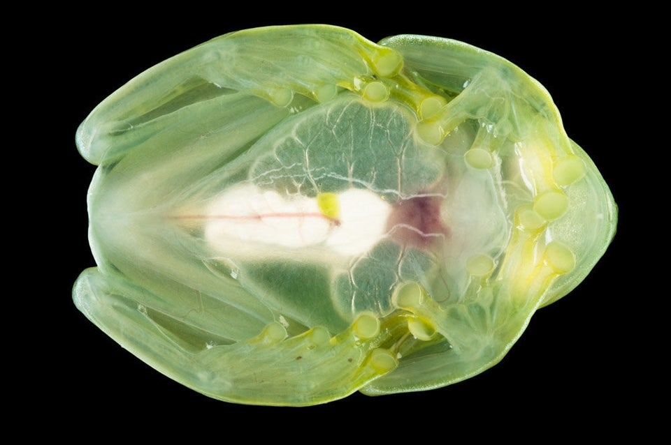 Transparent Animals' Portraits Offer Glimpse Into Amazing Biology ...