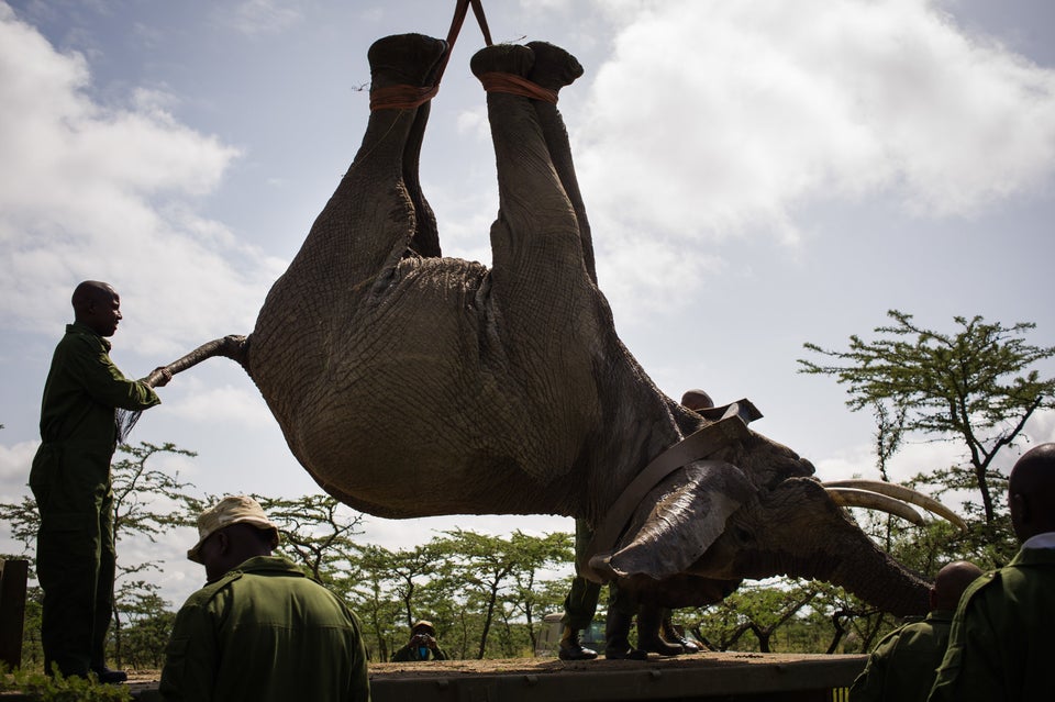 'Rogue' Elephants In Kenya Moved To Meru National Park (PHOTOS ...