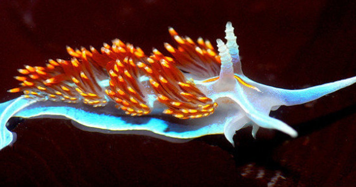 Sea Slugs: Beautiful Aliens Of The Deep (PHOTOS) | HuffPost UK