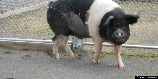Nemo The Pig Has Lymphoma Treatment, Makes Research History | HuffPost ...