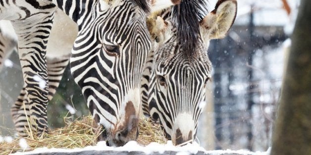 National Zoo Zebra Bites Zookeeper, Likely Leading To Rare Gazelle's ...