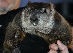 Jimmy The Groundhog 2010 Prediction: Sun Prairie Groundhog Does Not See ...