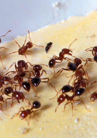 Heroic Ants Face Death Alone To Save Colony | HuffPost Impact