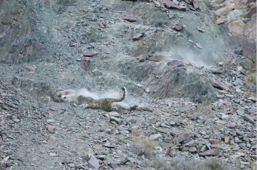 Snow Leopard vs. Blue Sheep Battle Captured In Amazing Photos ...