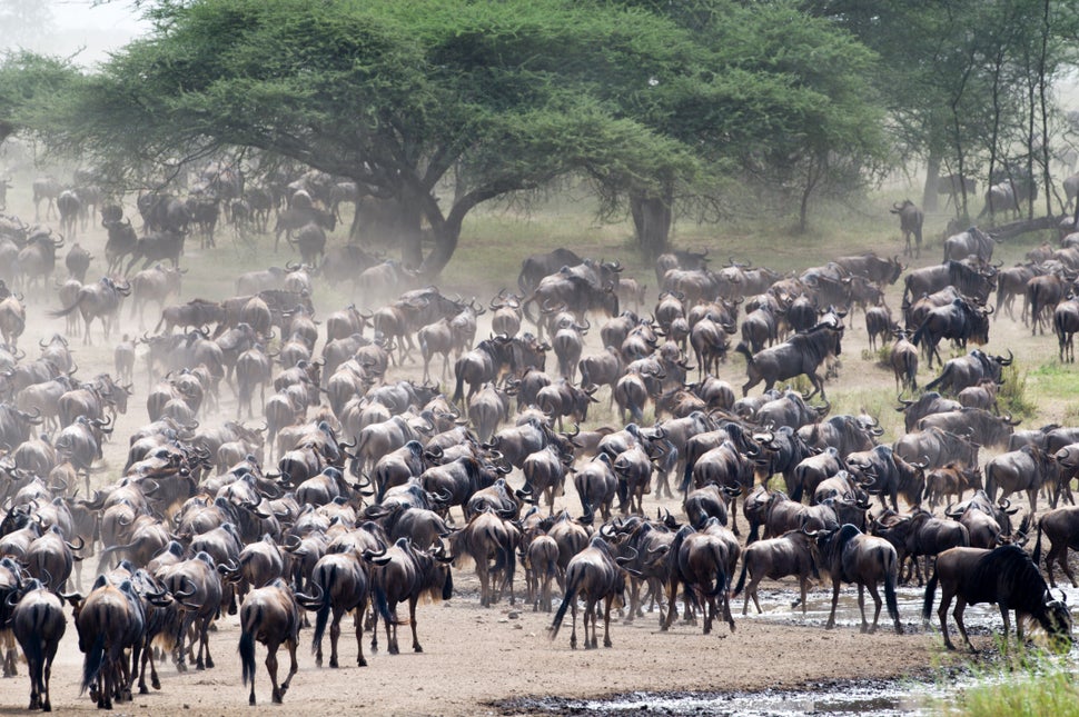 13 Epic Animal Migrations That Prove Just How Cool Mother Nature Is ...
