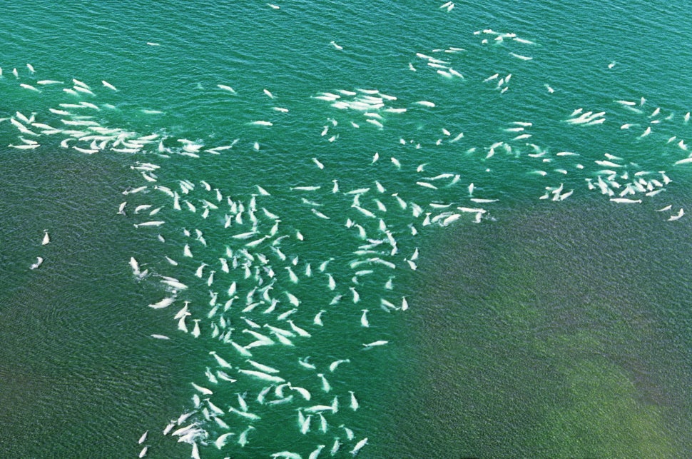 13 Epic Animal Migrations That Prove Just How Cool Mother Nature Is ...