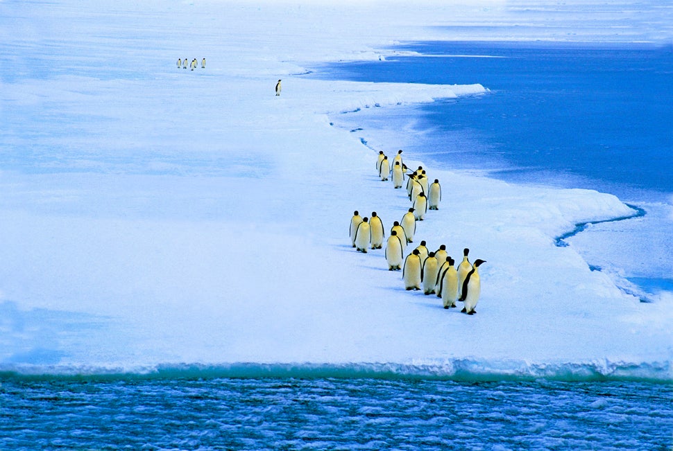 13 Epic Animal Migrations That Prove Just How Cool Mother Nature Is ...