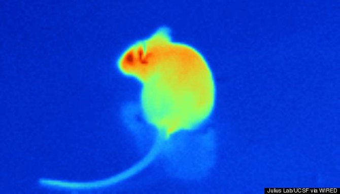 Snakes 'See' Heat With Same Gene That Lets Us Taste Spicy Mustard ...