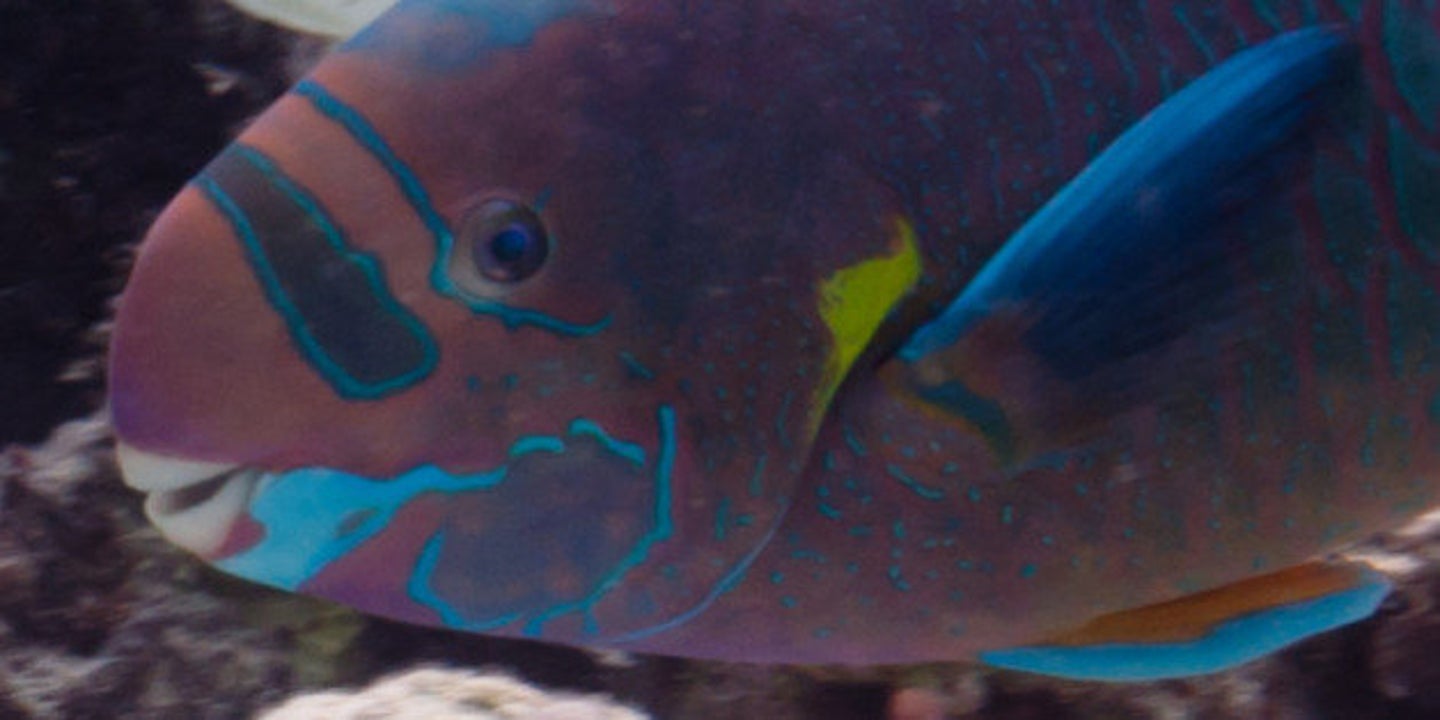 Hawaii's White Sand Beaches Are Made From Parrotfish Poop | HuffPost Impact