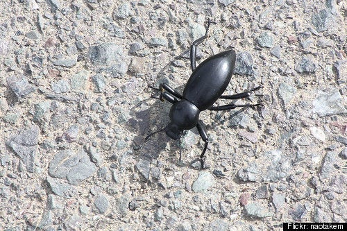 The Beetle Is The World's Strongest Insect | HuffPost Impact