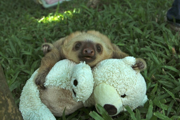 Two Sloths Cuddling