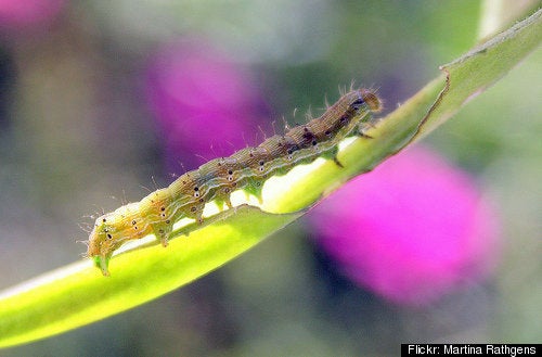 Caterpillars Living Underwater For Weeks Stump Scientists | HuffPost Impact