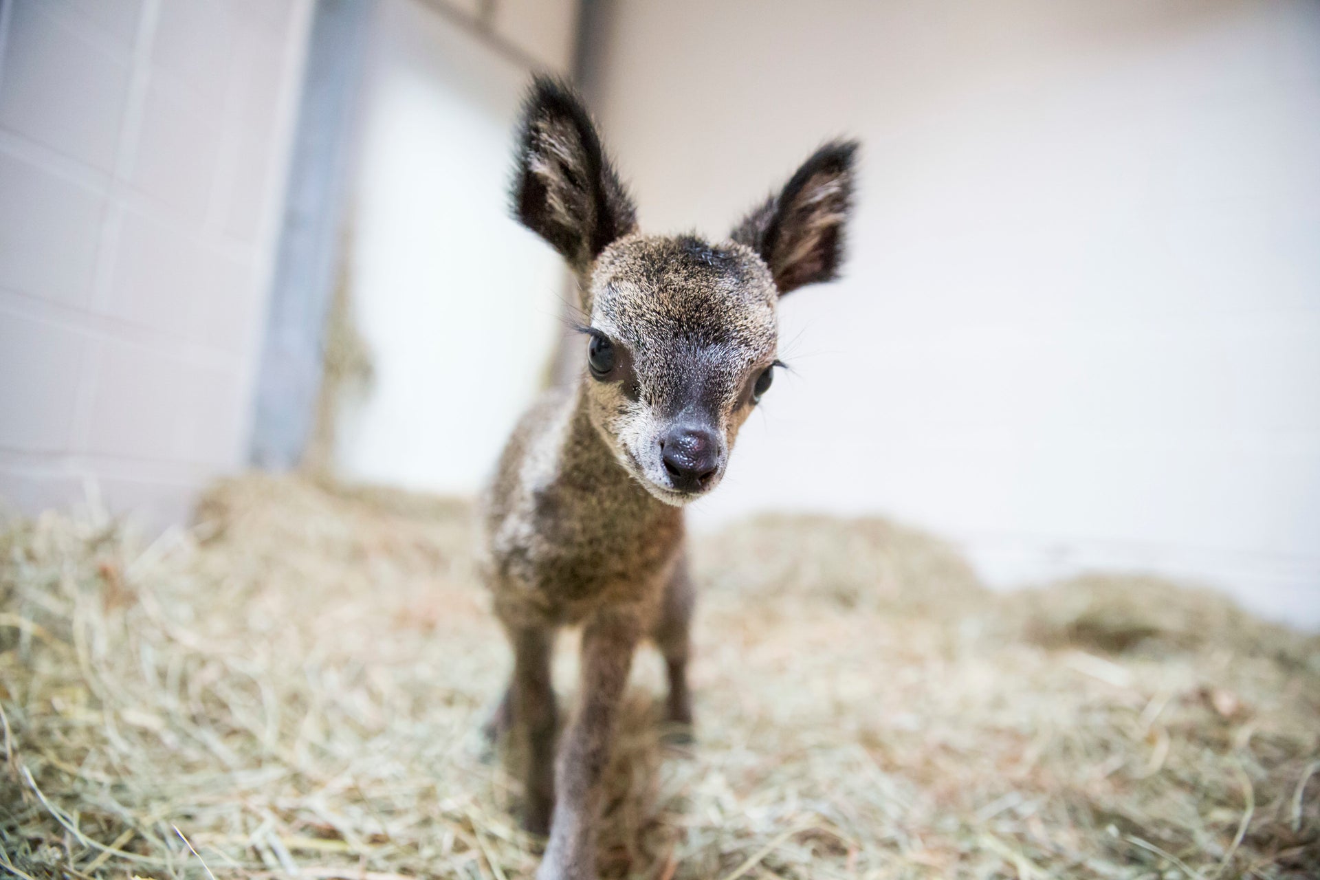 This Teeny, Tiny Dwarf Antelope Looks Like A Disney Creature Come To ...