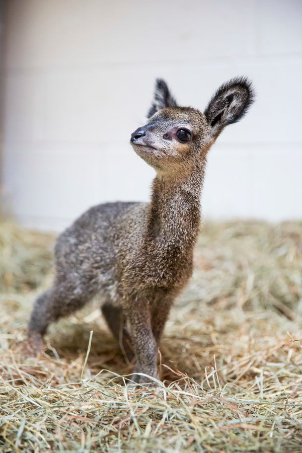This Teeny, Tiny Dwarf Antelope Looks Like A Disney Creature Come To ...